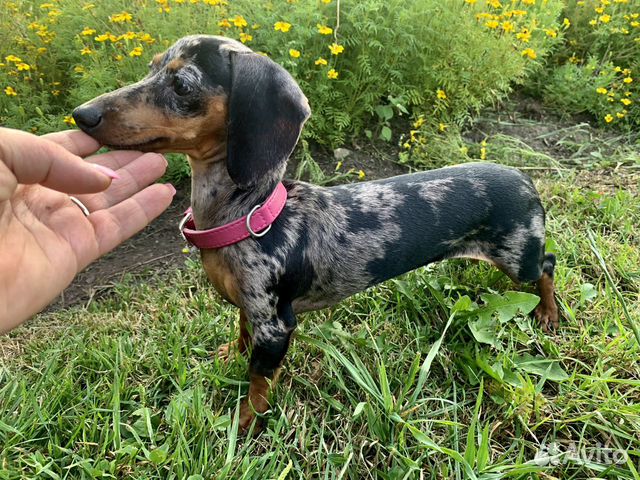 Крошечная кроличья такса 1кг 8мес