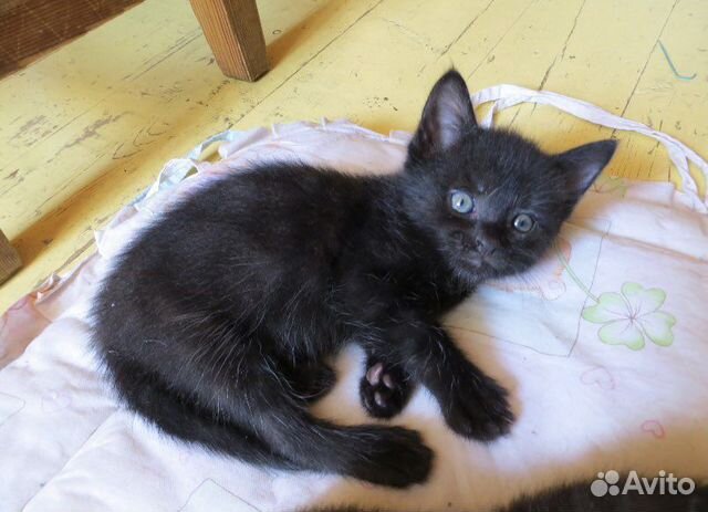 Самые трендовые котята блэк кэт