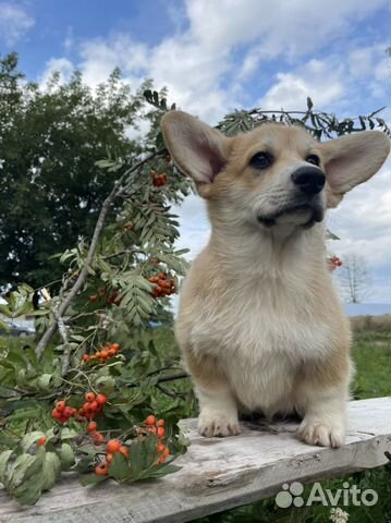 Малыши вельш корги пемброк. Родословная РКФ