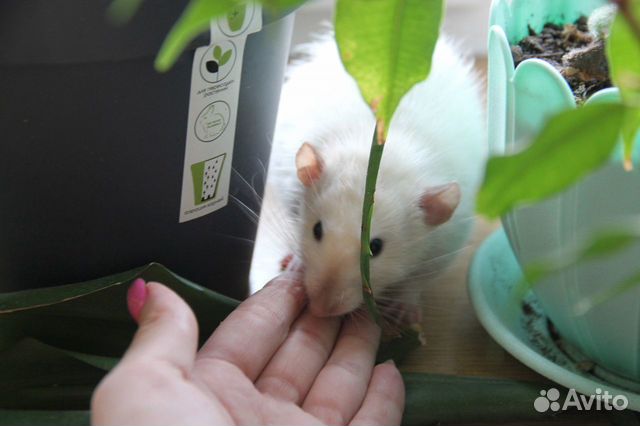 Крыса ручная 6 месяцев