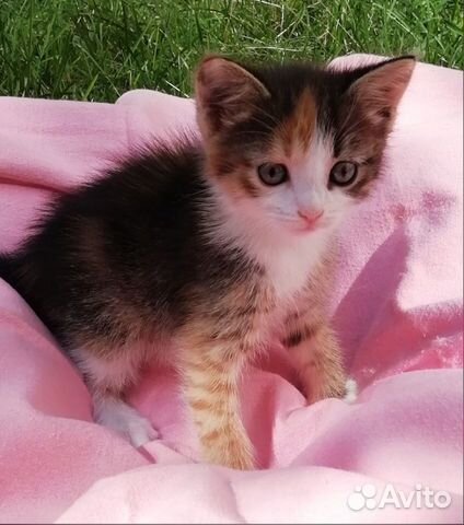 Малышка Марта 1,5 мес