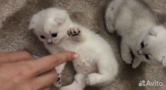 Шотландские котята