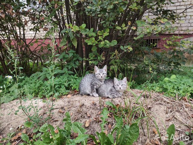 Котята в добрые руки