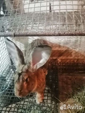 Кролики породы фландр 4 мес, самки и самцы