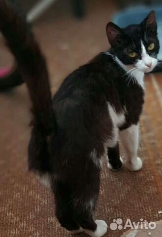 Кошка в дар