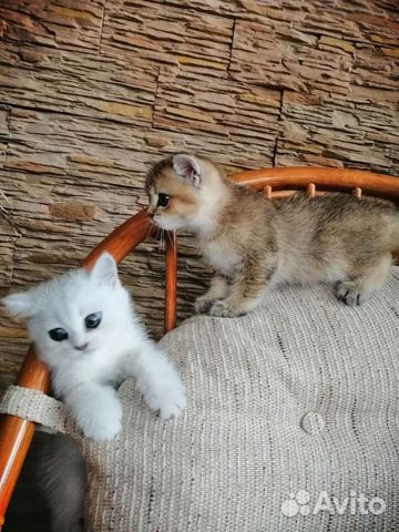 Британские котята шиншилла