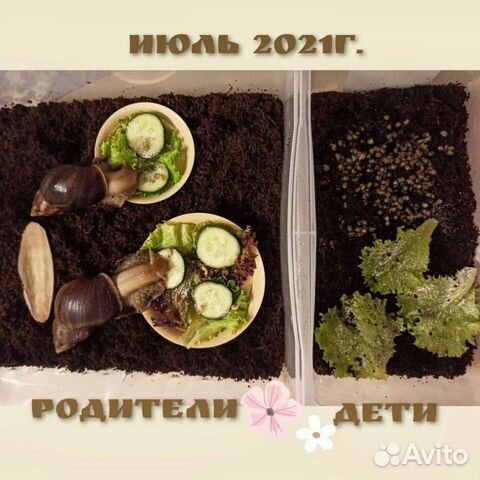 Улитки ахатины