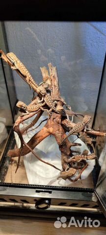 Бородатая агама