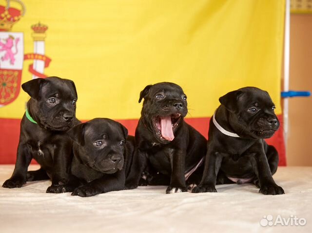 Щенки стаффордширского бультерьера