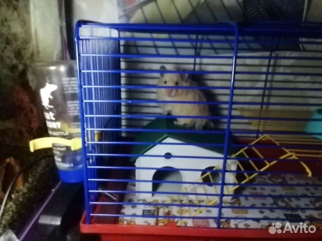 Ангорский, Сирийский хомяк