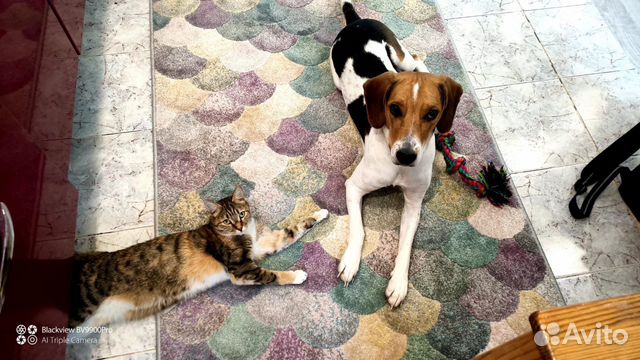 Кобель бигля эстонского для вязки