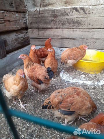 Куры разные
