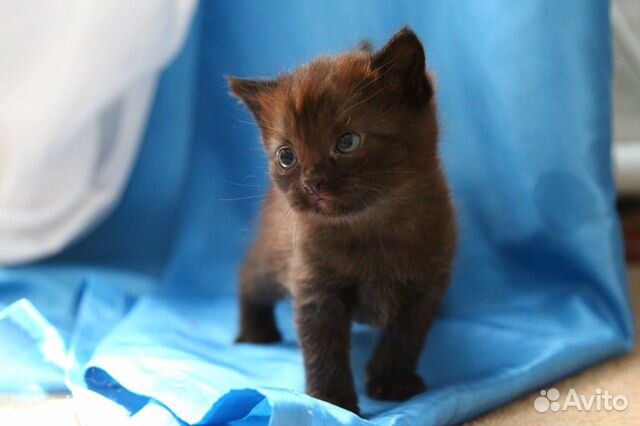 Котята-метисы шотландской вислоухой