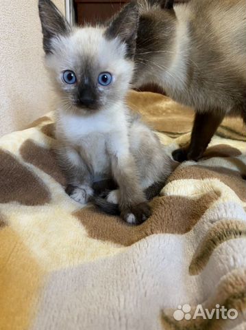 Котенок(кошка)