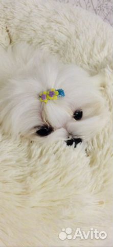 Продажа шенков мальтийской болонки