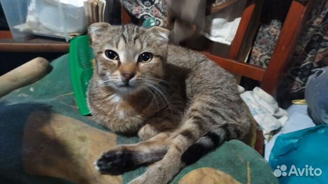 Котята от шотландской кошки