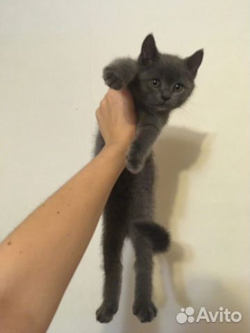 Продам котëнка