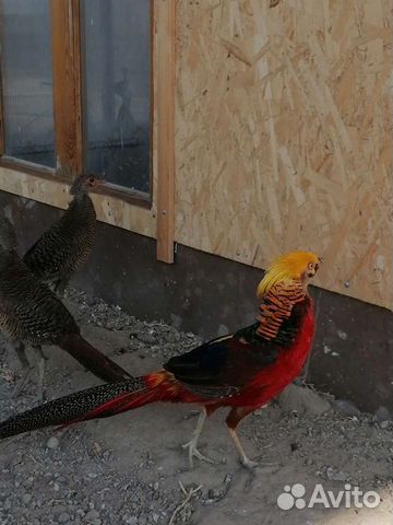 Золотые фазанята