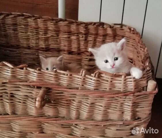 Котята домашние 1 мес