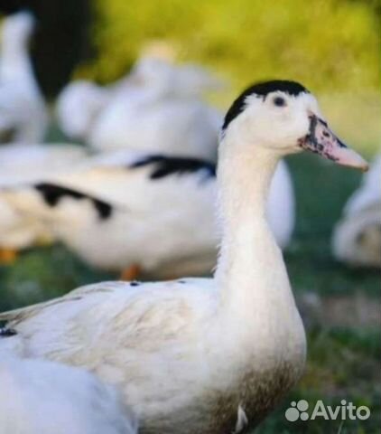 Утки муларды