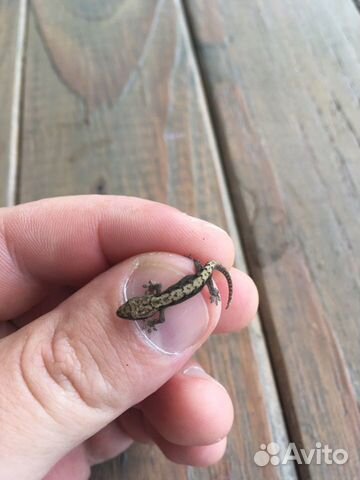 Lepidodactylus lugubris/ траурный геккон