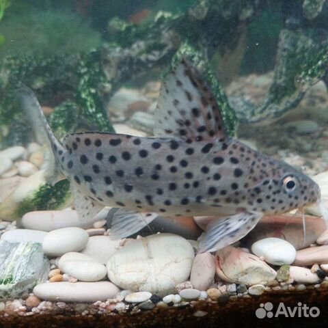 Сом синодонтис