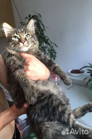 Сибирский котик