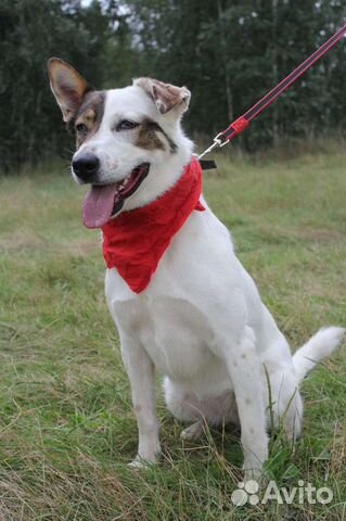 Отдаю собаку