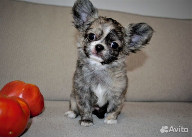 Чихуахуа мальчик РКФ