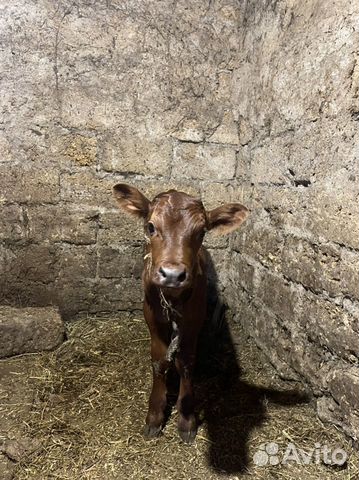 Бычок бычки телята теленок