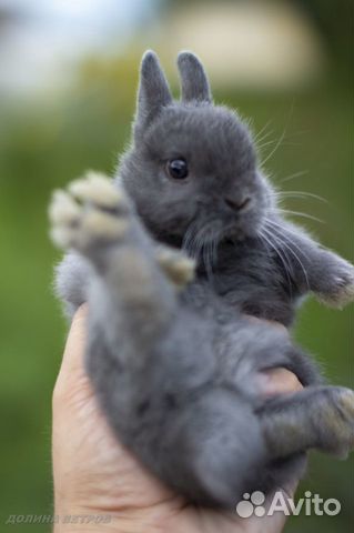 Карлик кролик минор 2 мес., девочка