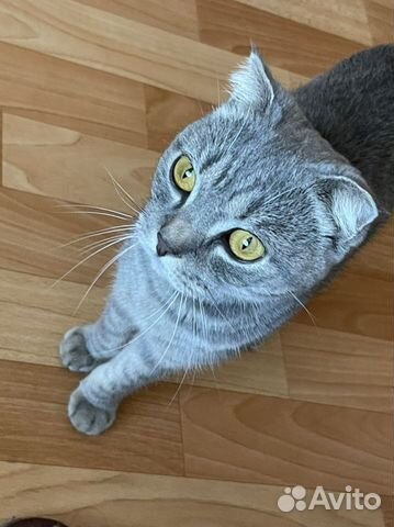 Кошка