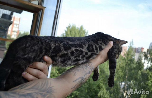 Бенгальская угольная кошка на совладение в разведе