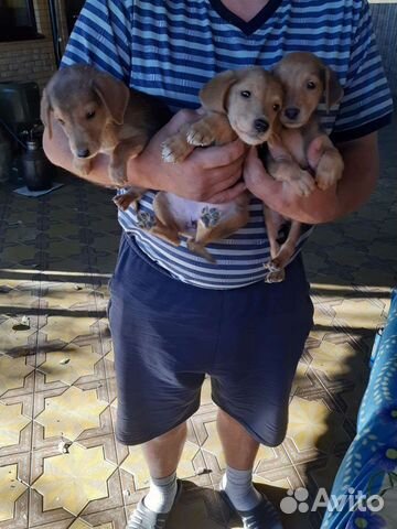 Русская гончая