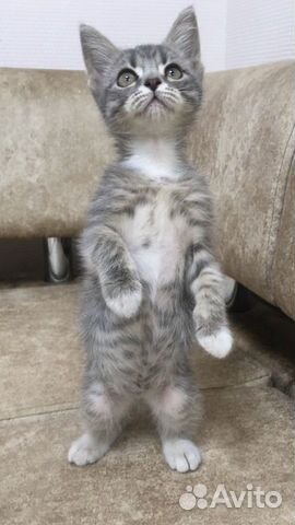 Фенечка ищет дом