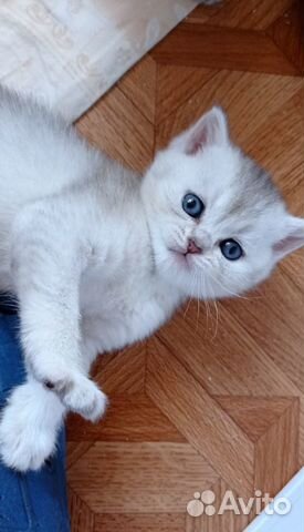 Британский котёнок