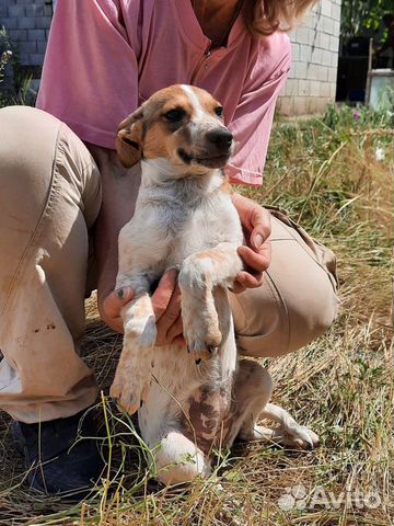 Крапушка в добрые руки