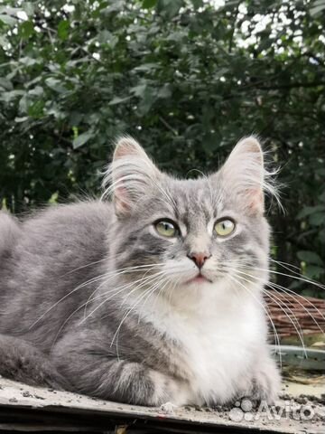 Котёнок шустрик,мальчик,3 мес.,пепельно-серого окр