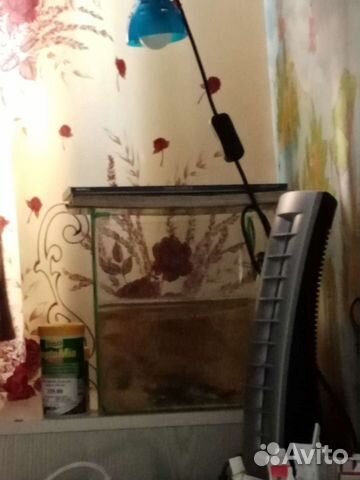 Продам красноухую черепаху