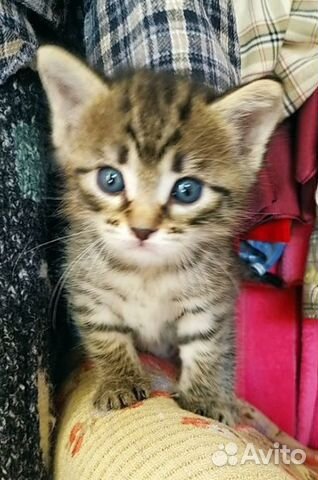 Маленький котик, похожий на тигра в хорошие руки