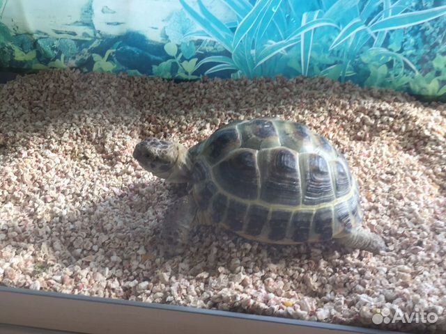 Черепаха сухопутная плюс аквариум плюс лампа