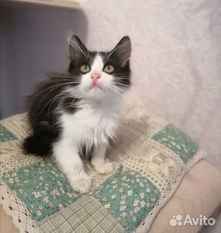 Котенок мальчик