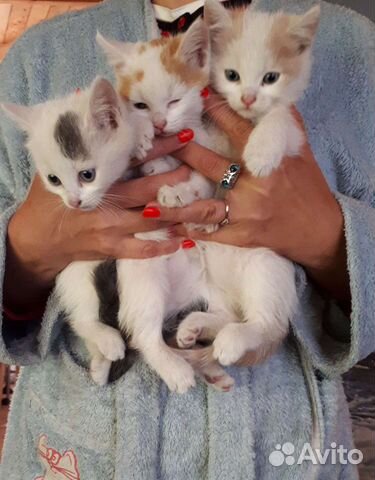 Котятки от Сибиряка и Абиссинской кошечки