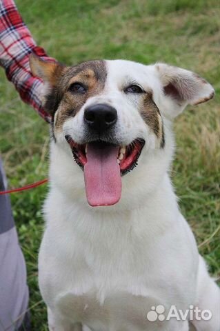 Олли из приюта ищет дом