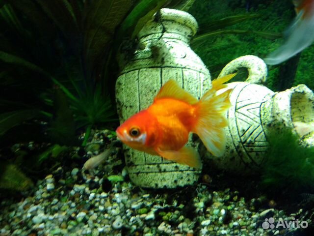 Аквариумные рыбки