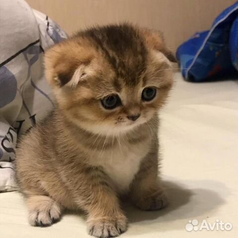 Вислоухие золотые шиншиллы