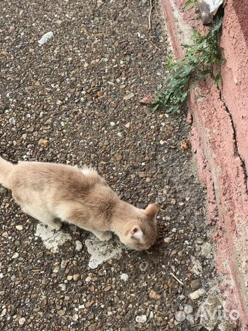 Котик персикоаого цвета