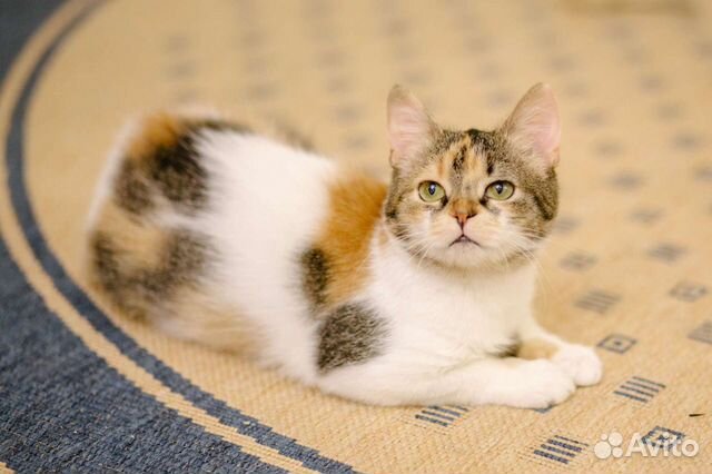 Спб и ло.Знакомьтесь Милый хвостик - кошечка Соня