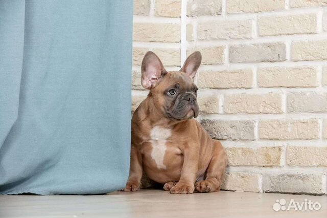 Фавн Лилак - мальчик Французский Бульдог