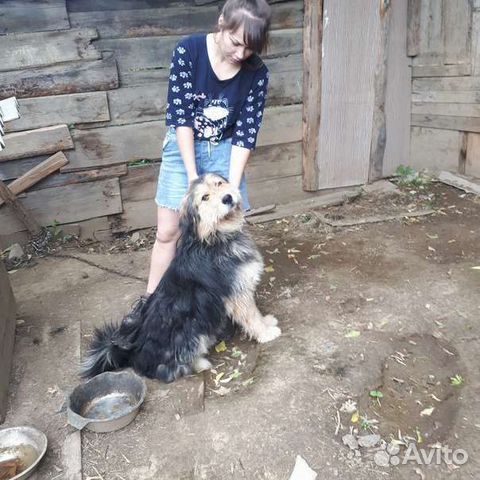 Собаке нужна забота человека